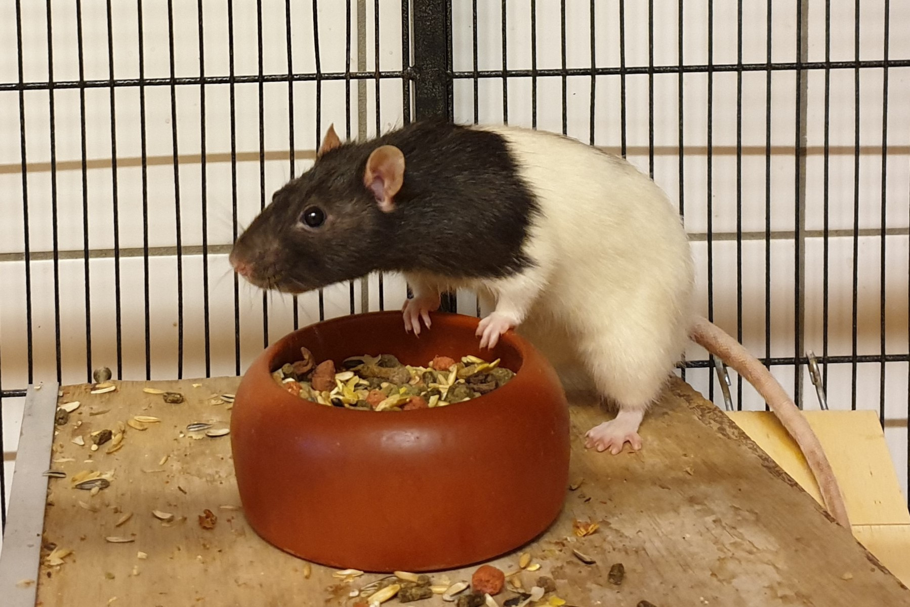 Ratte Front – Tierschutzverein Starnberg u.U. e.V.