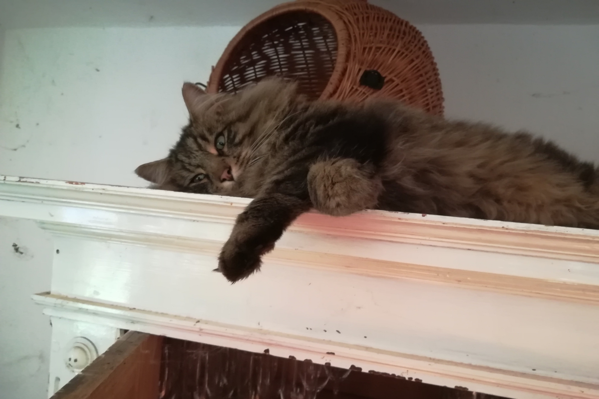 Max & Punky – Tierschutzverein Starnberg u.U. e.V.